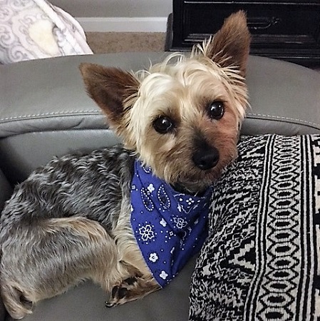 Silky Terrier Available for Adoption